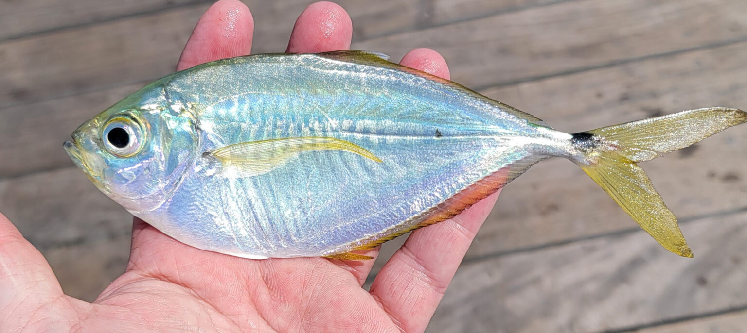 Atlantic Bumper | Mexican Fish.com
