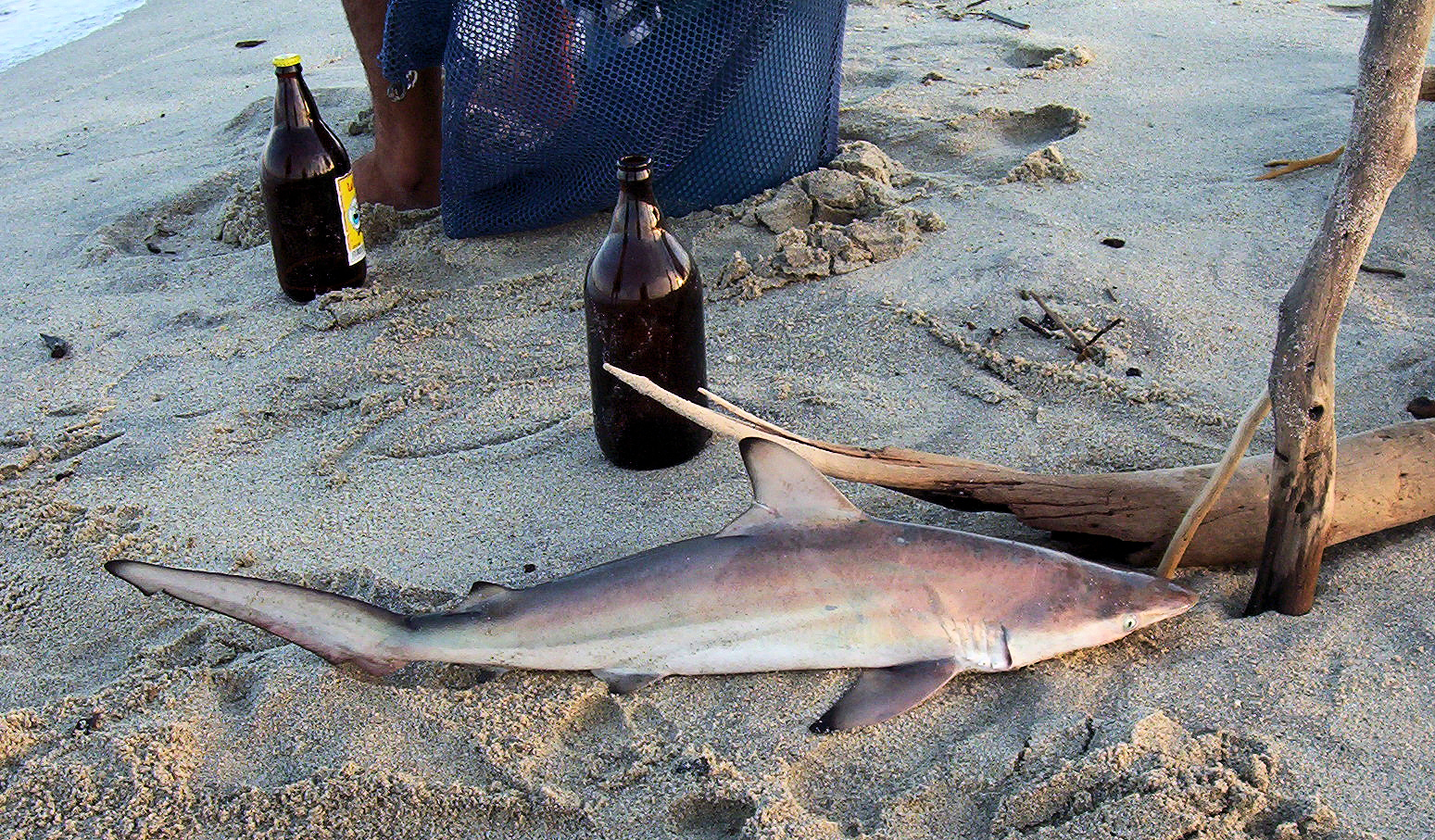 Requiem Shark Family Photographs, and Information – Carcharhinidae ...