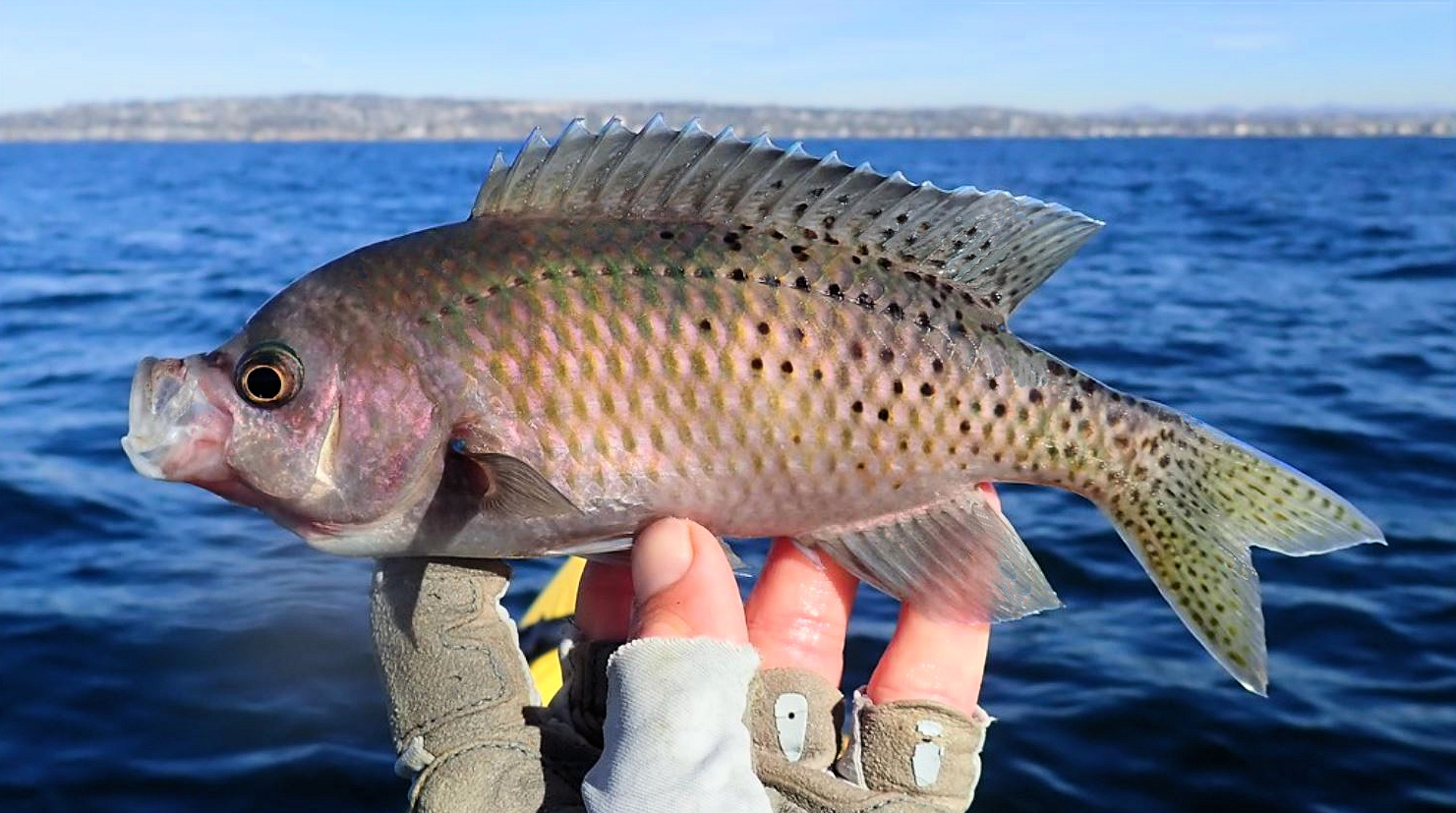 Blacksmith | Mexican Fish.com