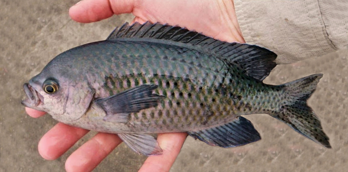Blacksmith | Mexican Fish.com