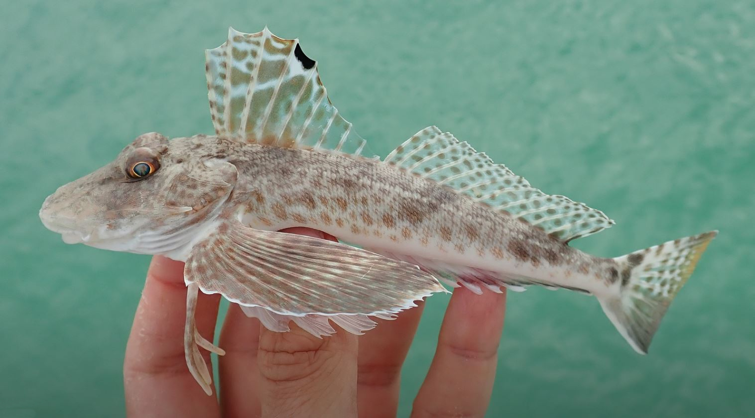 Leopard Searobin | Mexican Fish.com
