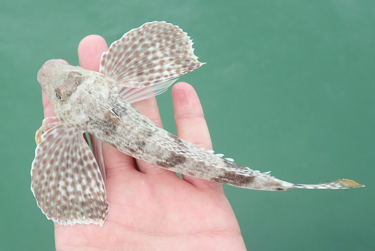 Leopard Searobin | Mexican Fish.com