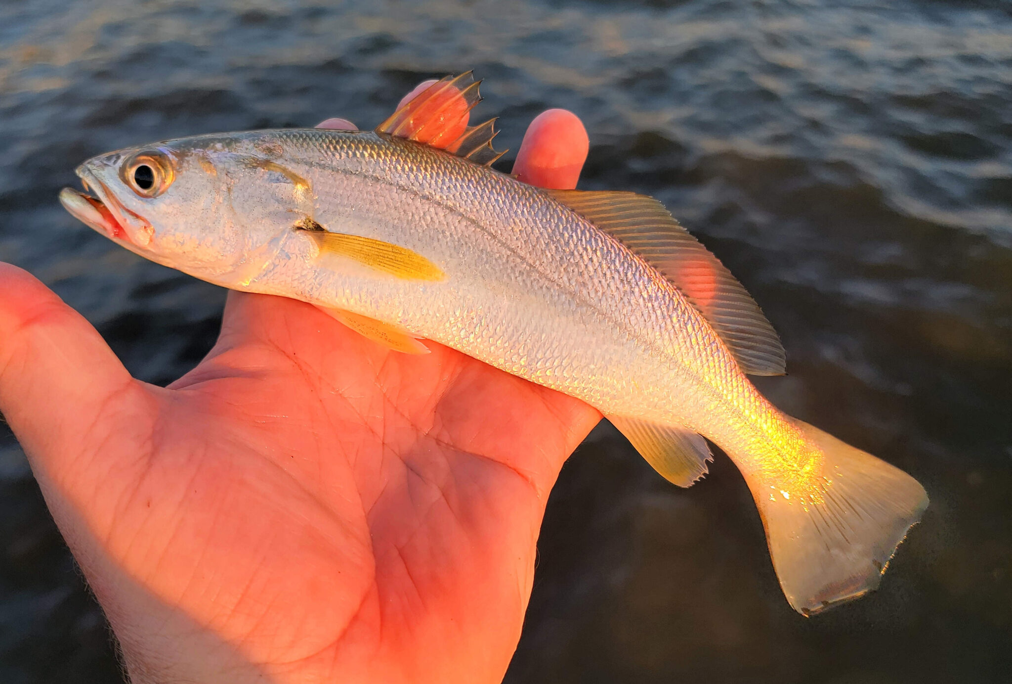 Sand Seatrout | Mexican Fish.com