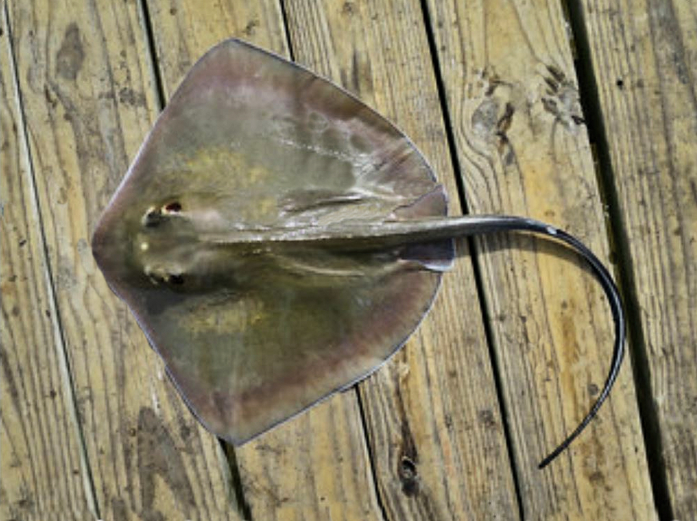 Southern Stingray | Mexican Fish.com