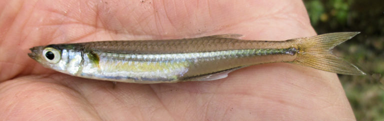 Silversides, New World Family Photographs, and Information ...