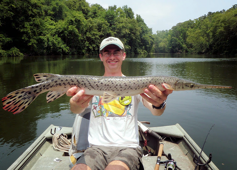 Longnose Gar | Mexican Fish.com