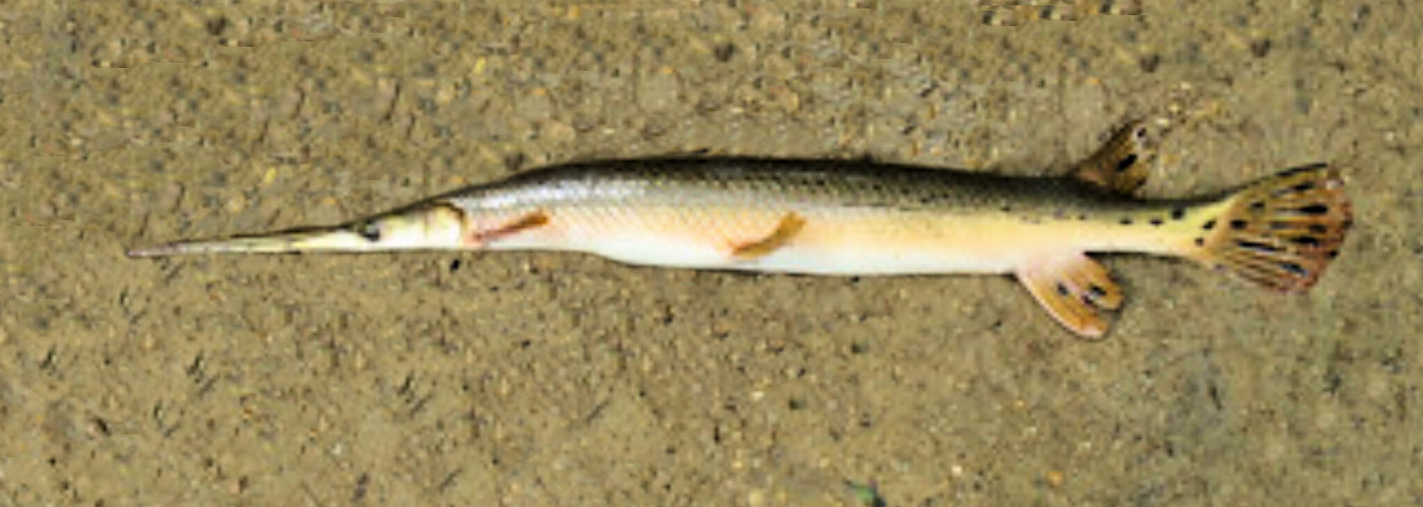 Gar Family Photographs, and Information – Lepisoteidae | Mexican Fish.com