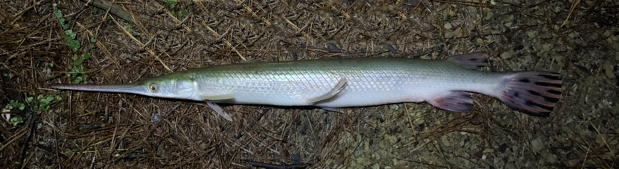 Longnose Gar | Mexican Fish.com