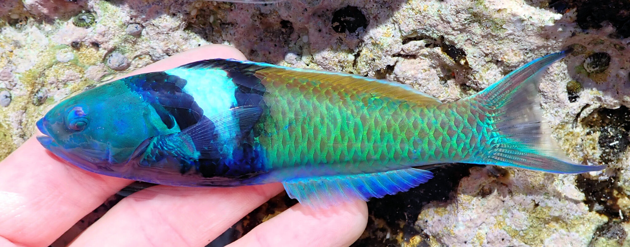 Bluehead | Mexican Fish.com