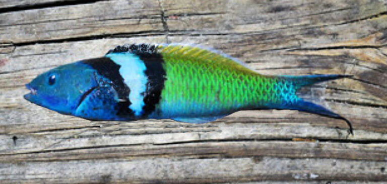Bluehead | Mexican Fish.com