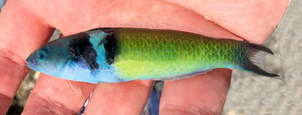 Bluehead | Mexican Fish.com