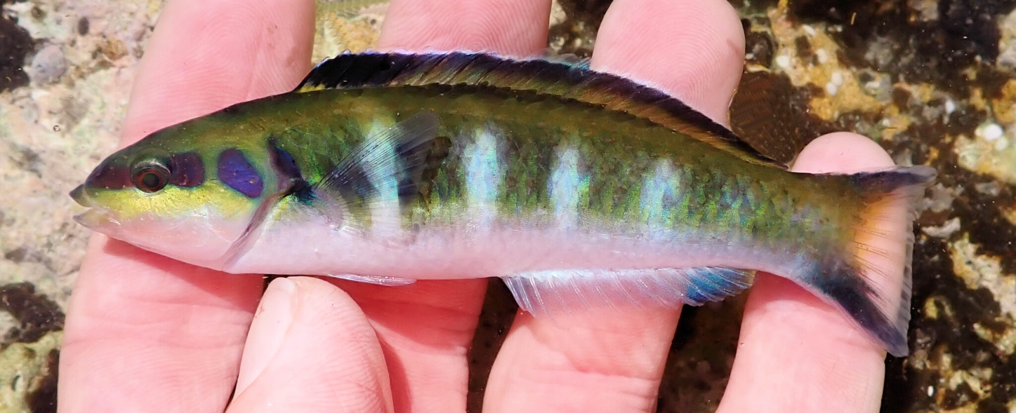 Bluehead | Mexican Fish.com