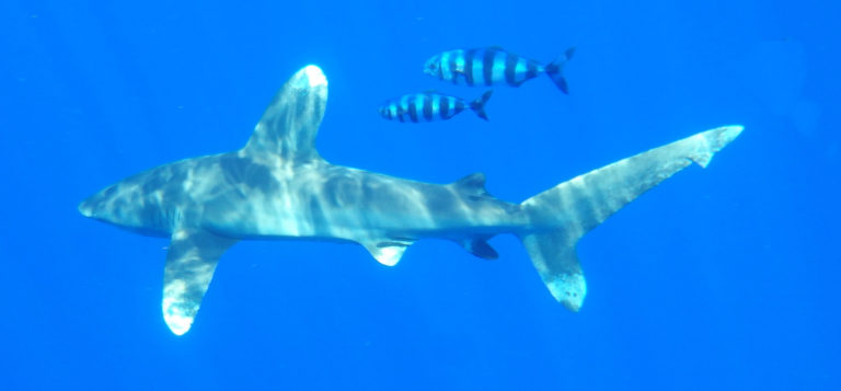 Requiem Shark Family Photographs, and Information – Carcharhinidae ...