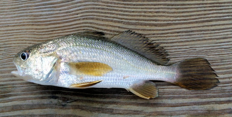 Croaker Family Photographs, and Information – Sciaenidae | Mexican Fish.com