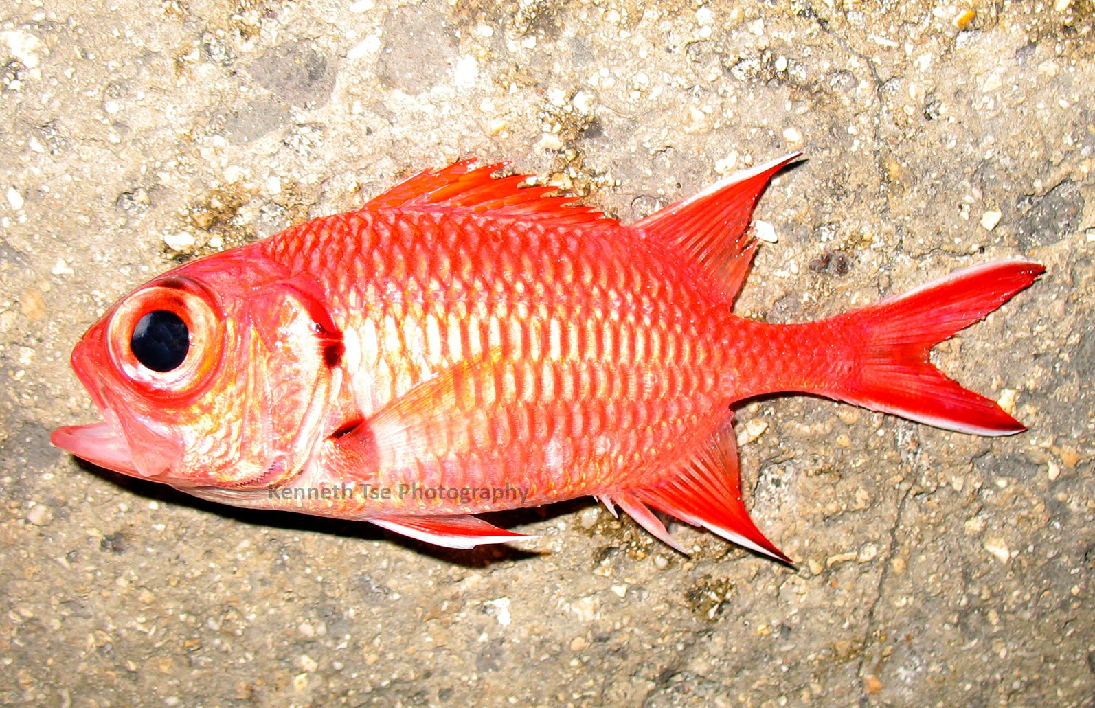 Bigscale Soldierfish | Mexican Fish.com