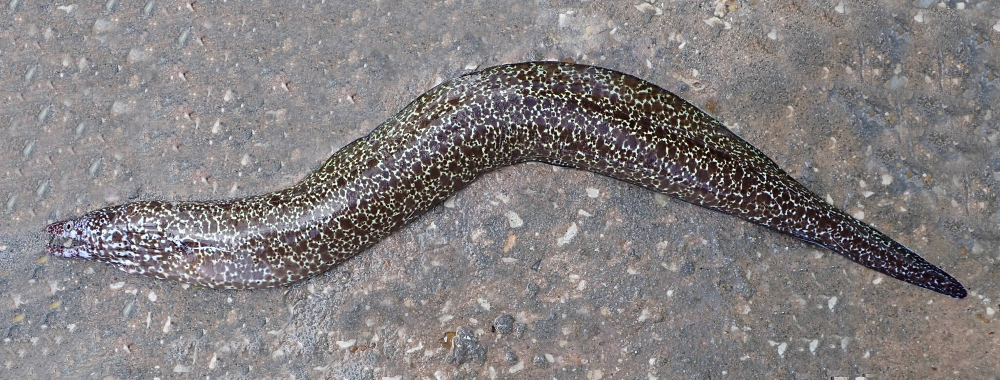 Spotted Moray | Mexican Fish.com