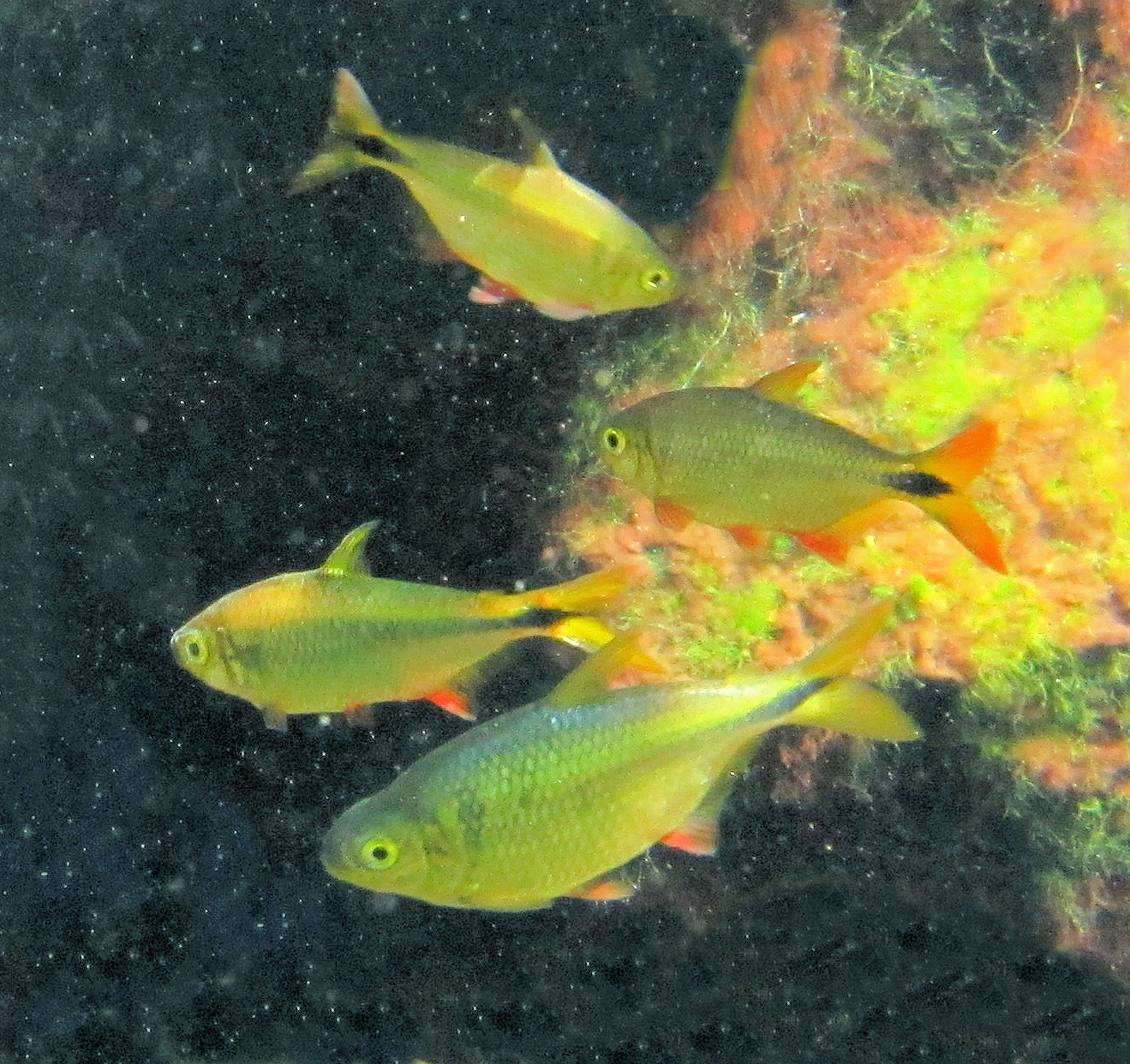 Banded Tetra | Mexican Fish.com