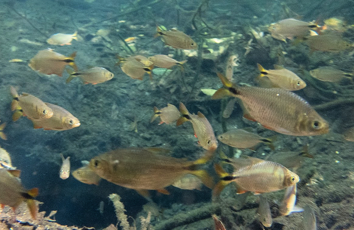 Banded Tetra | Mexican Fish.com