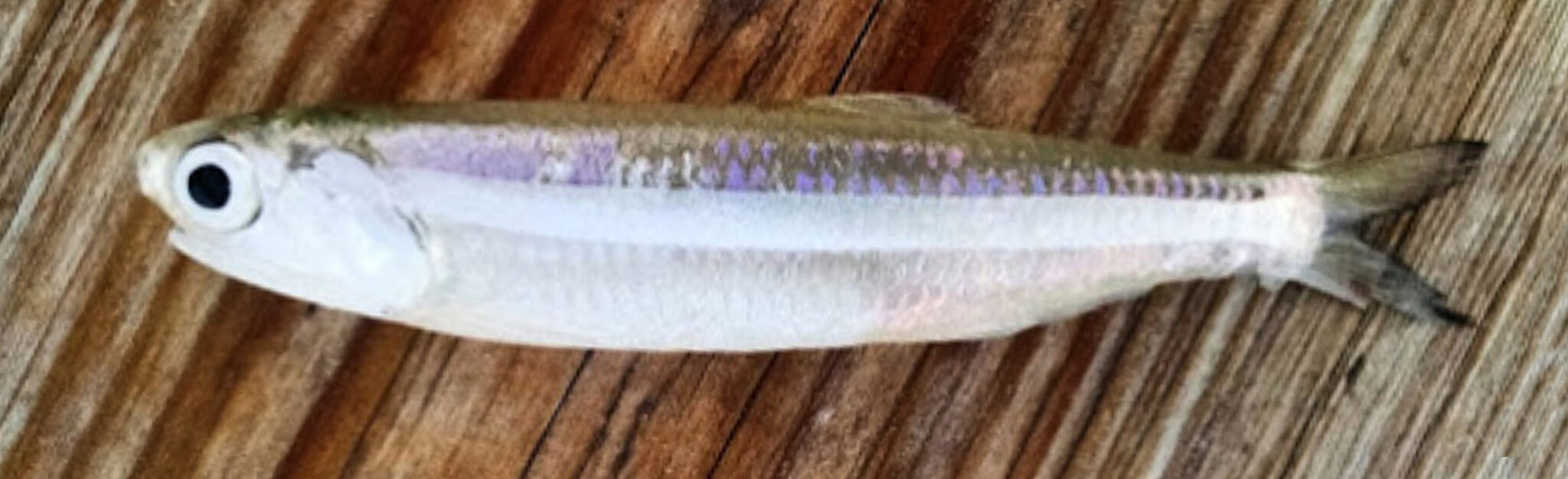 Striped Anchovy | Mexican Fish.com