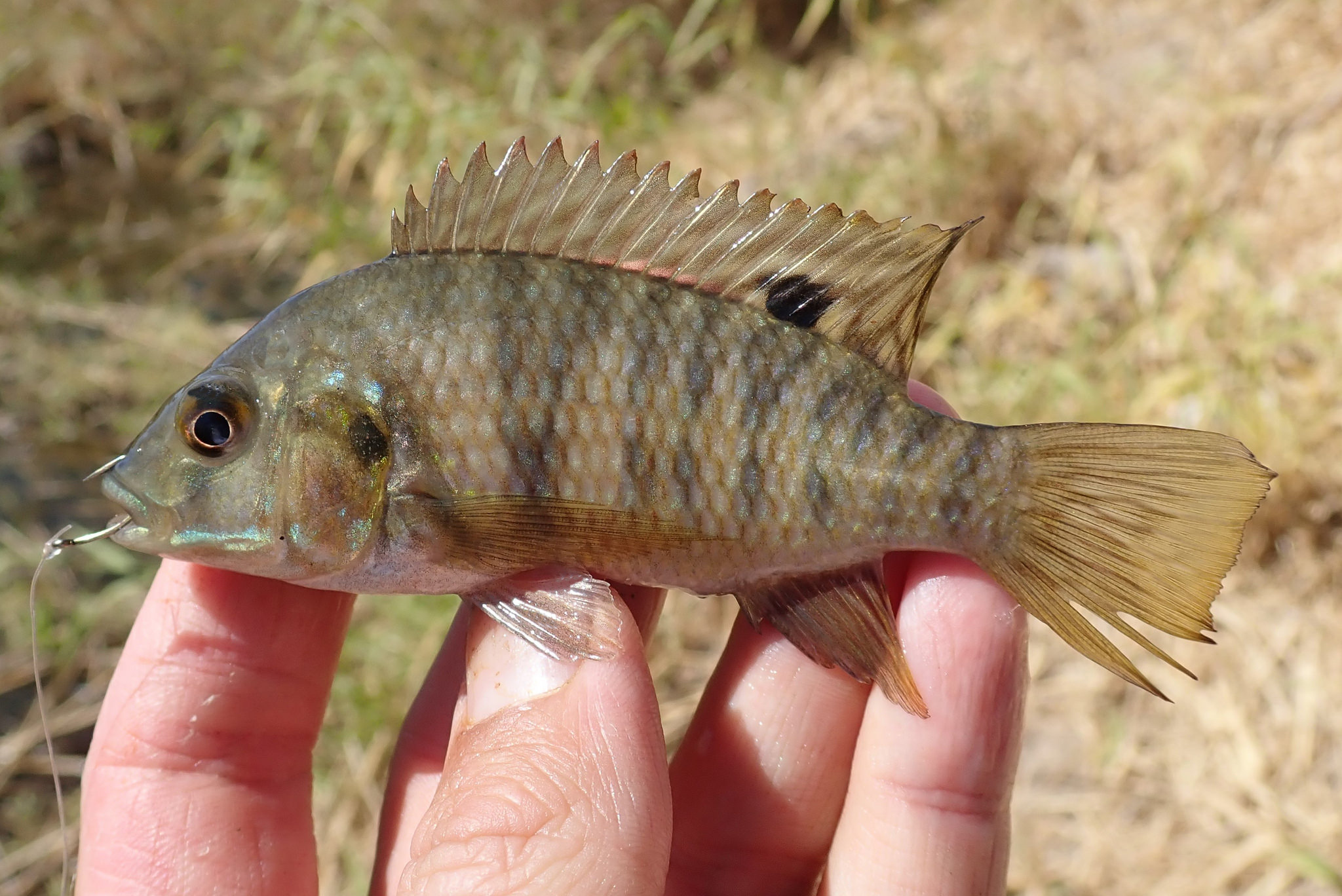 Redbelly Tilapia | Mexican Fish.com
