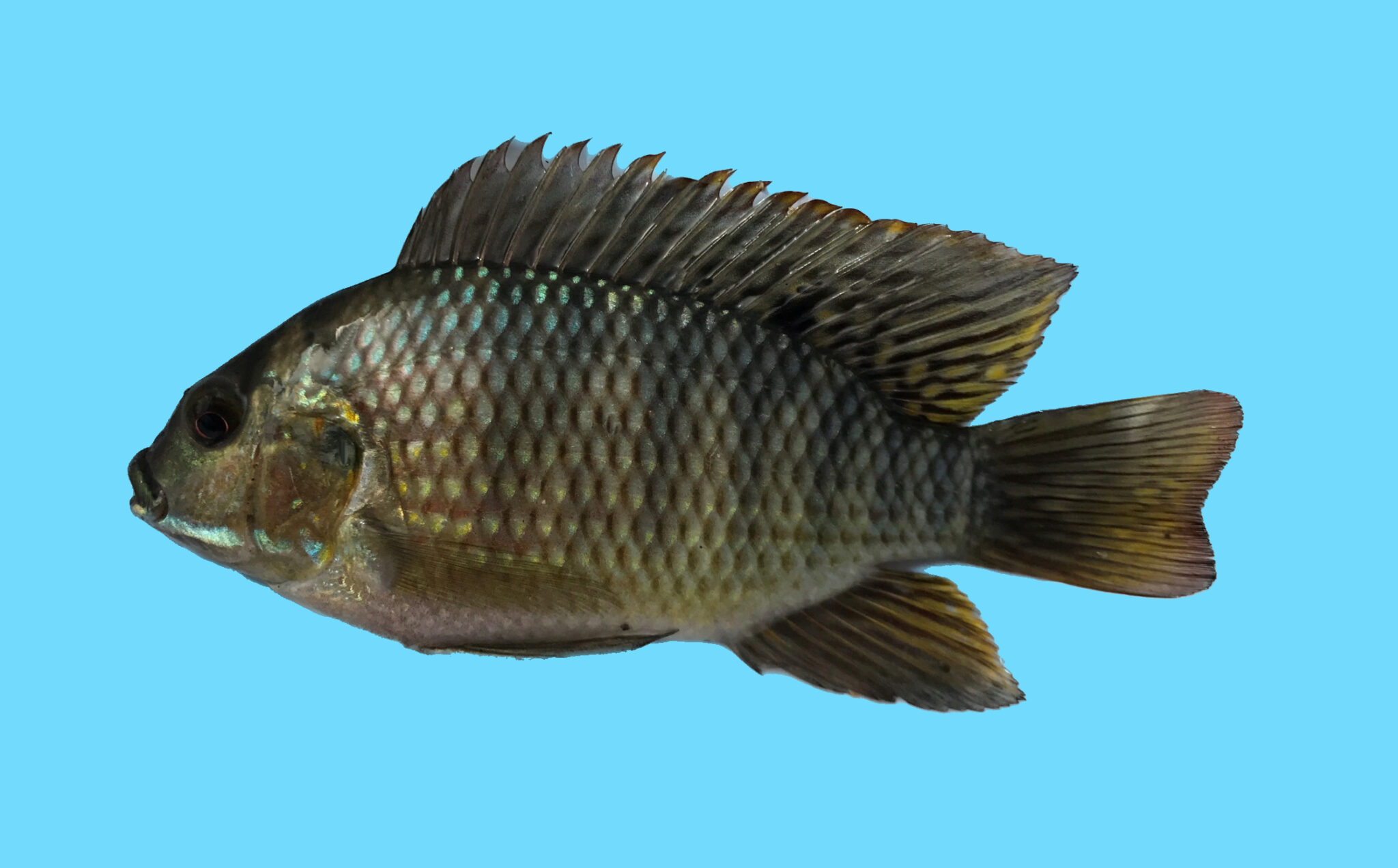 Redbelly Tilapia | Mexican Fish.com