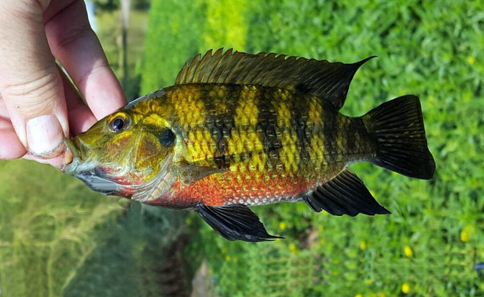 Redbelly Tilapia | Mexican Fish.com