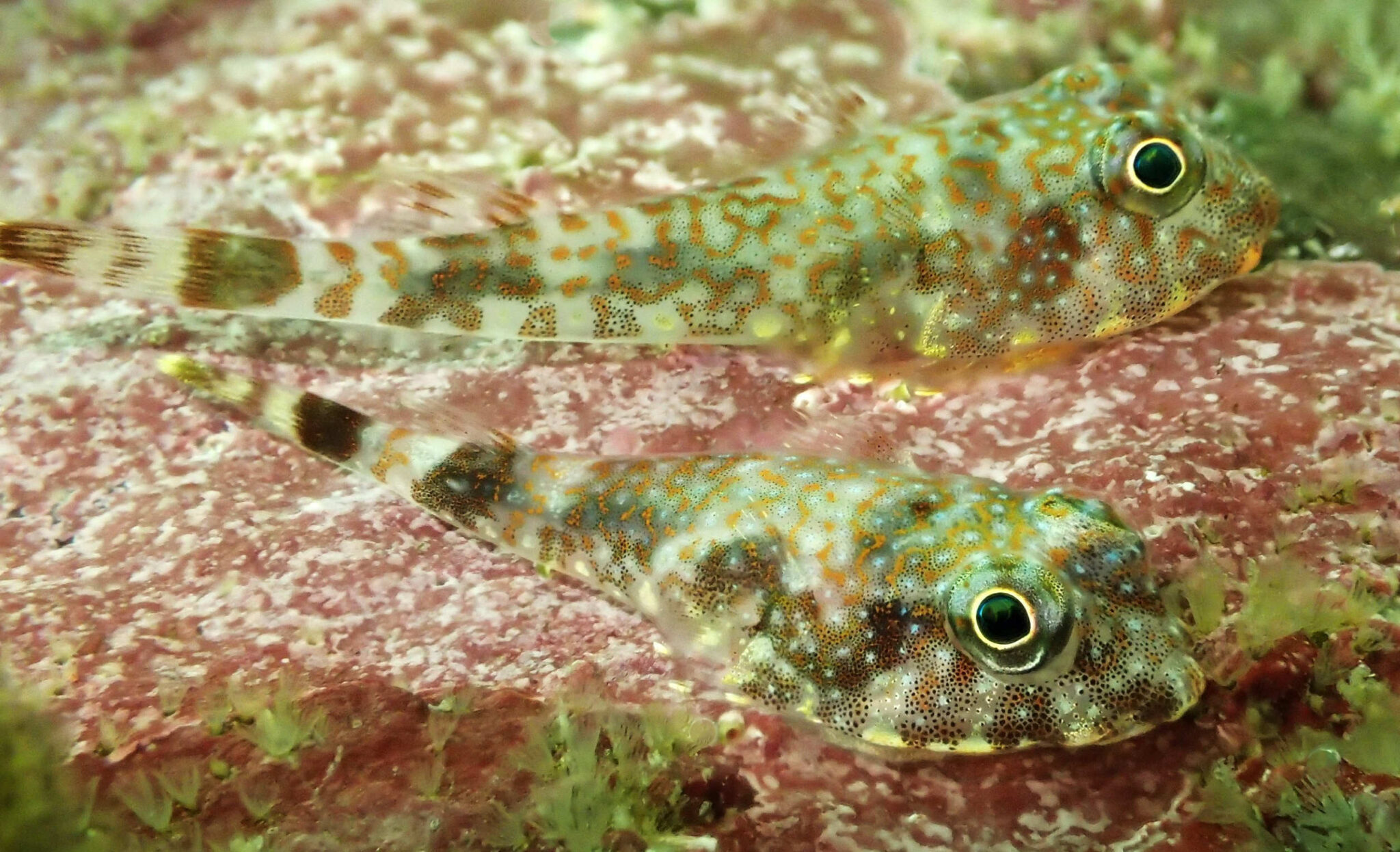 Rockwall Clingfish | Mexican Fish.com