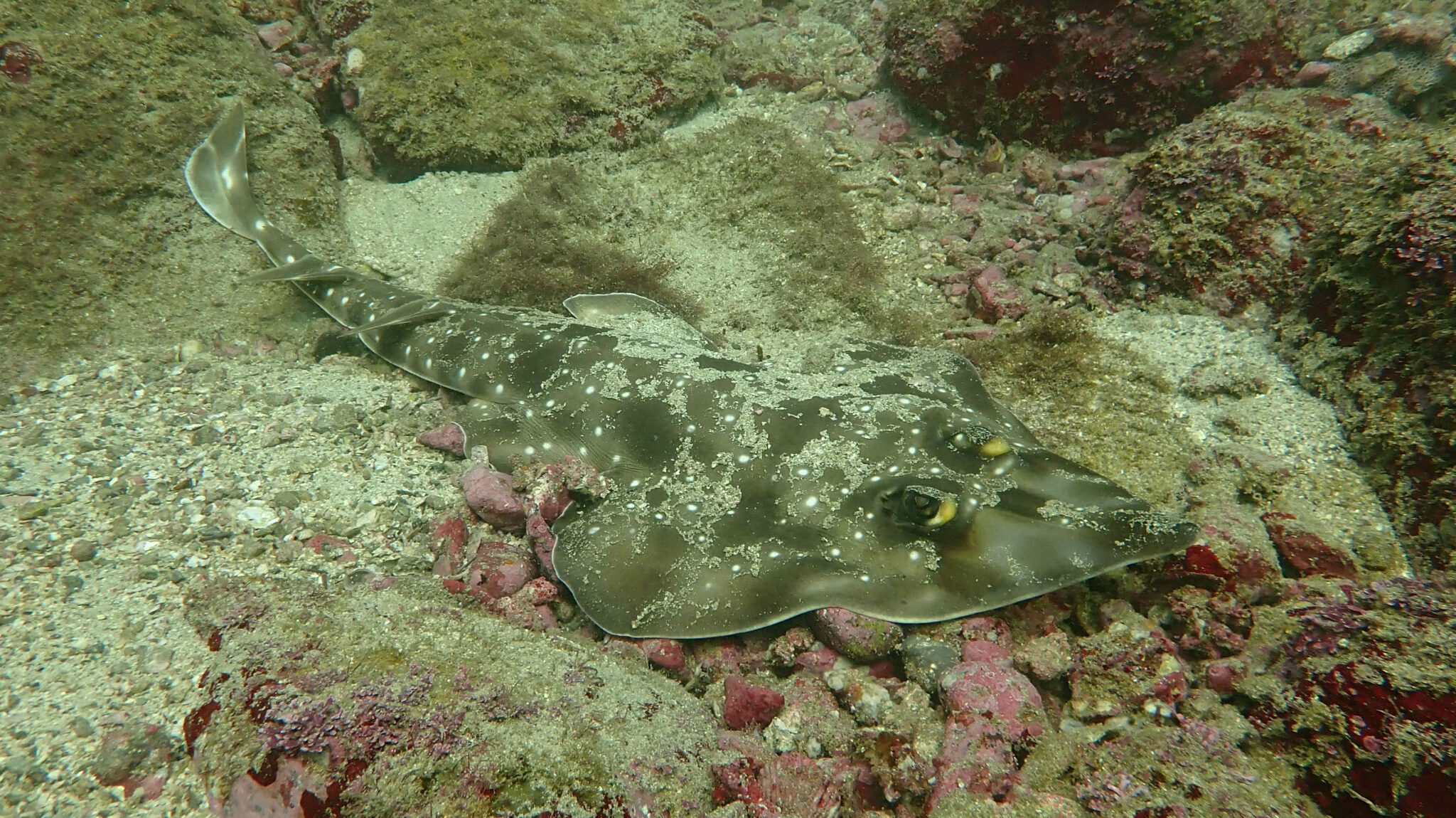 Gorgona Guitarfish | Mexican Fish.com
