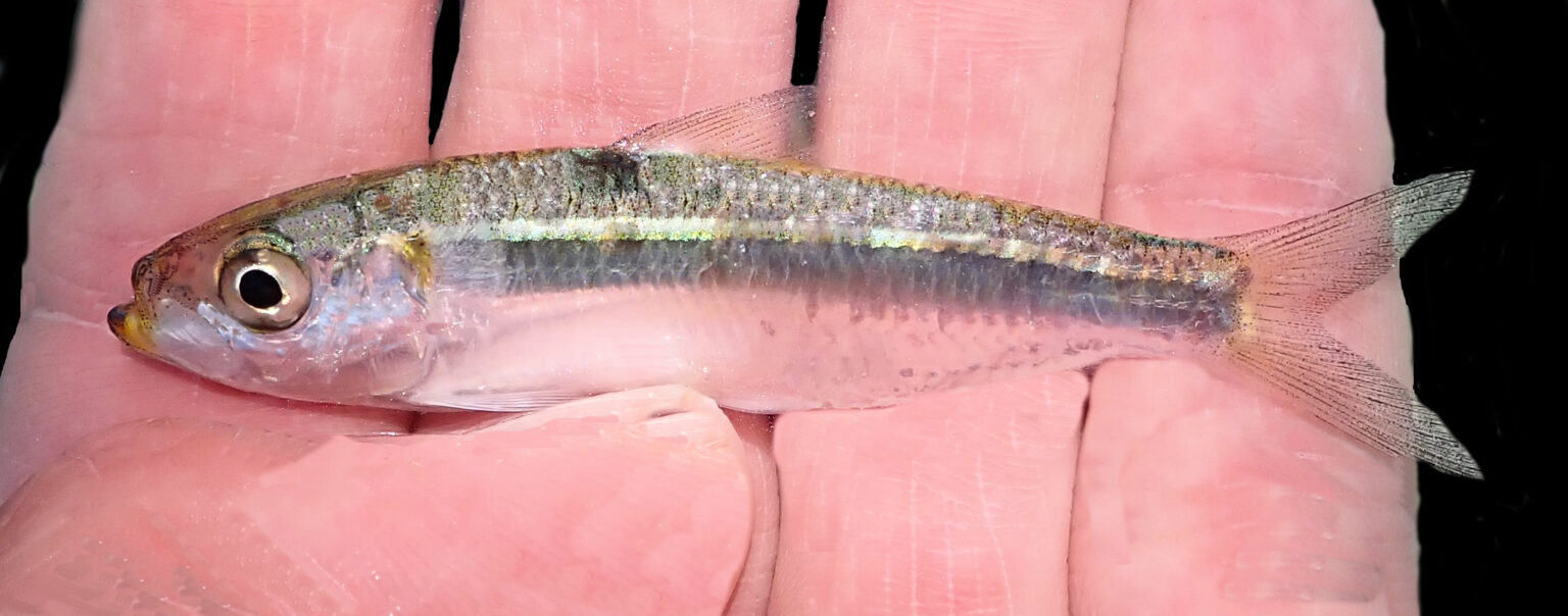 Redear Sardine | Mexican Fish.com