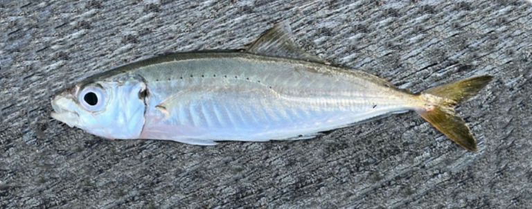 Round Scad | Mexican Fish.com