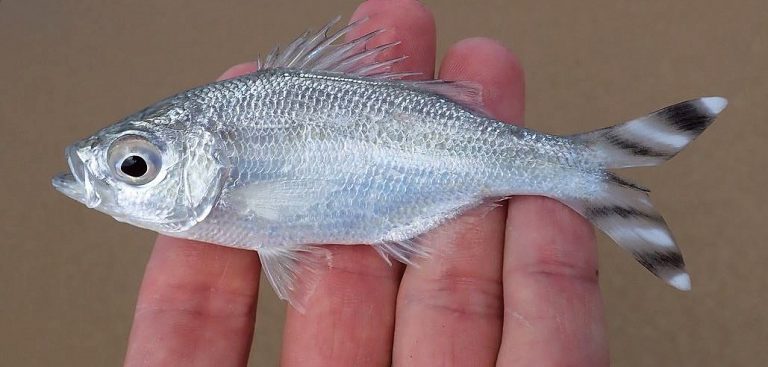 Barred Flagtail | Mexican Fish.com
