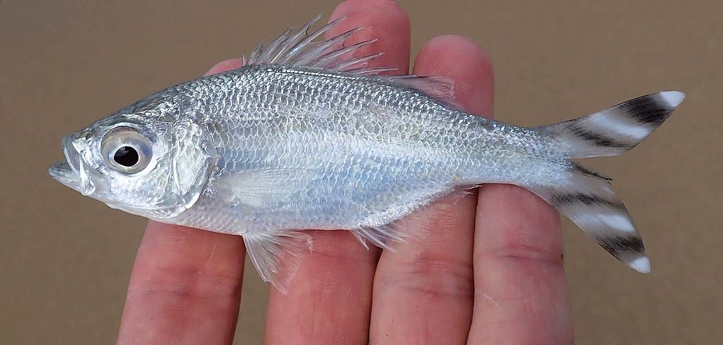 Barred Flagtail | Mexican Fish.com