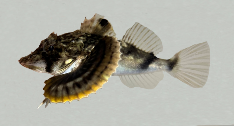 Bighead Searobin | Mexican Fish.com