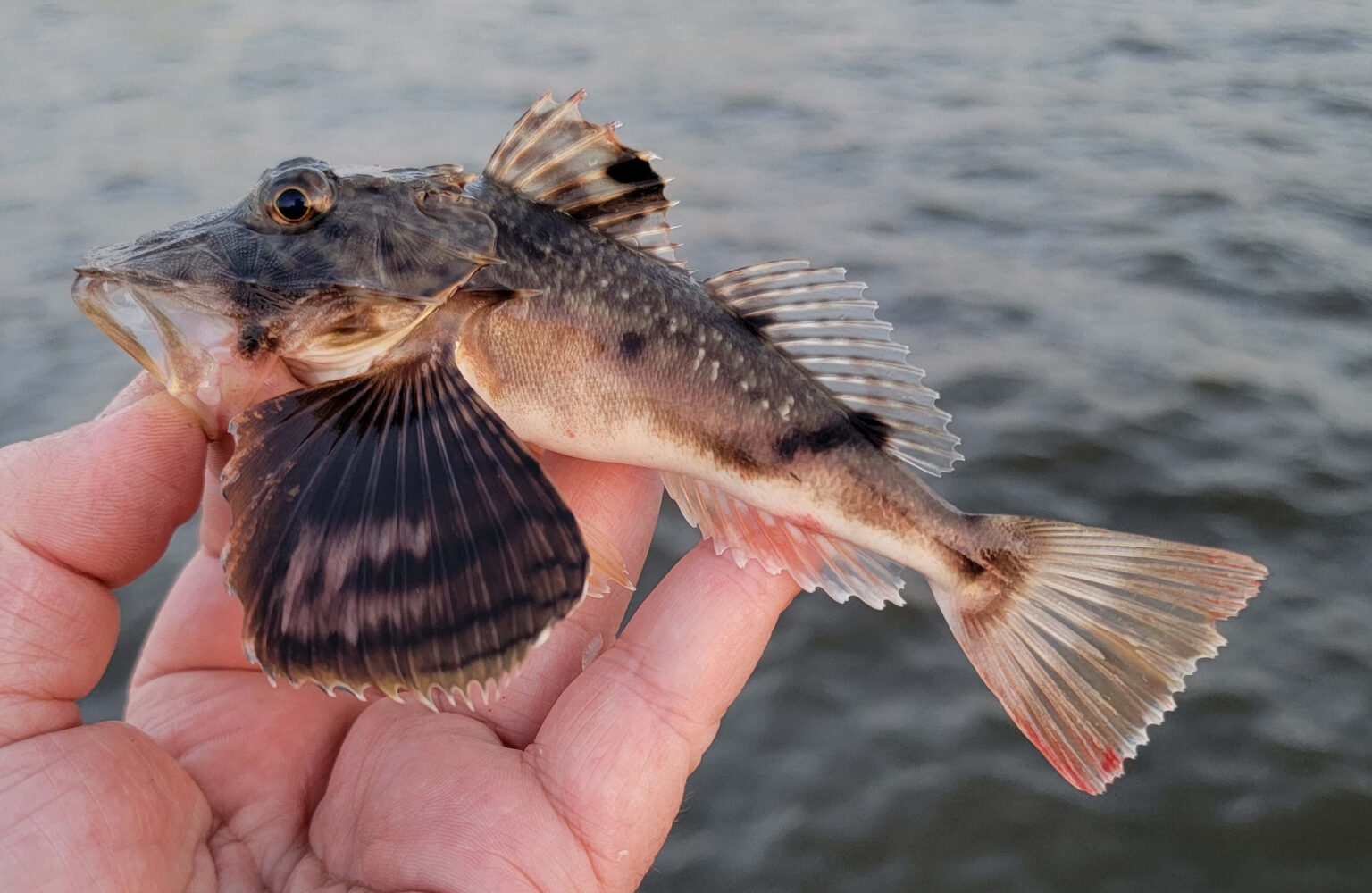 Bighead Searobin | Mexican Fish.com