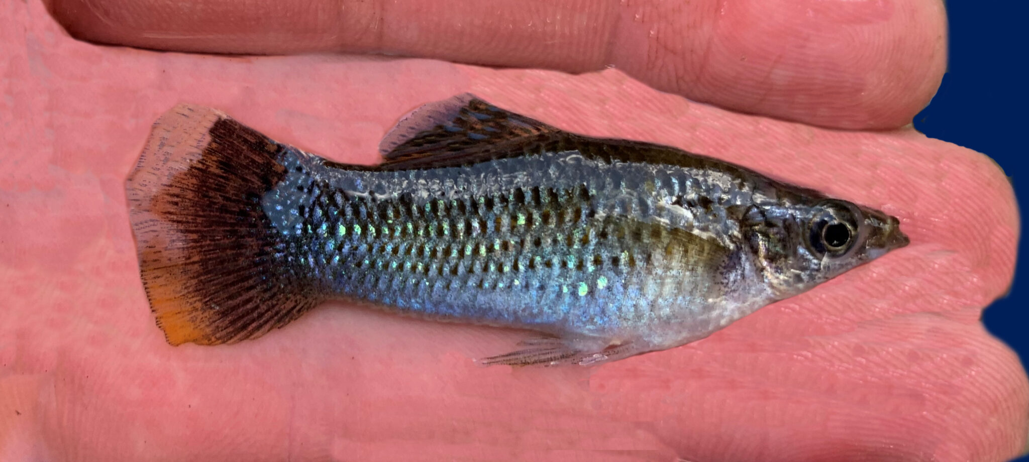 Mexican Molly | Mexican Fish.com