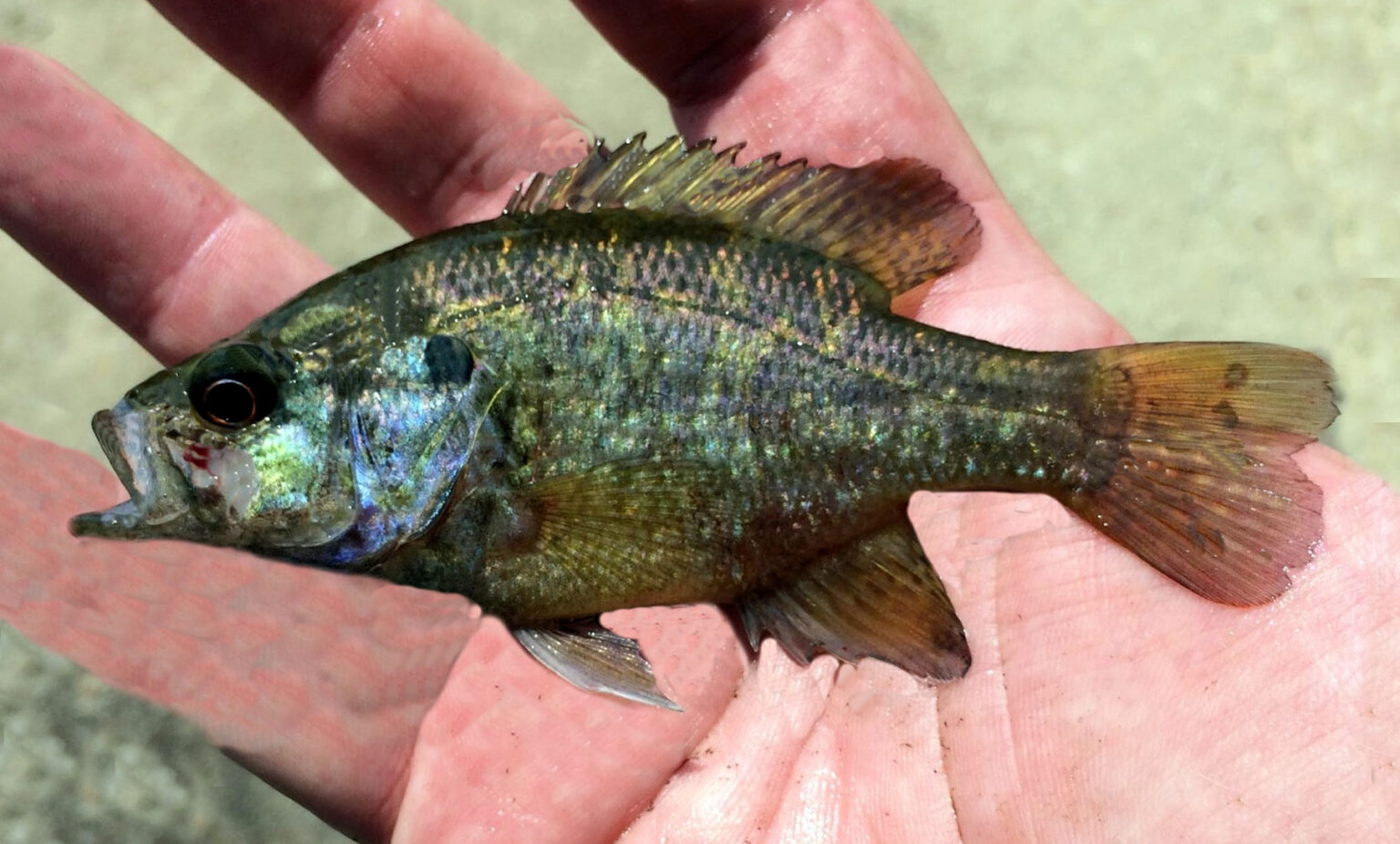 Warmouth | Mexican Fish.com
