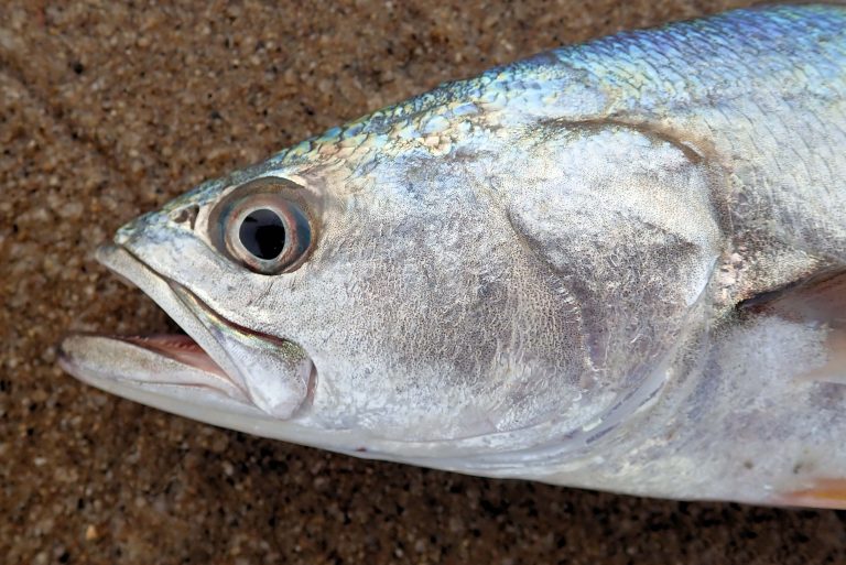 Gulf Corvina | Mexican Fish.com