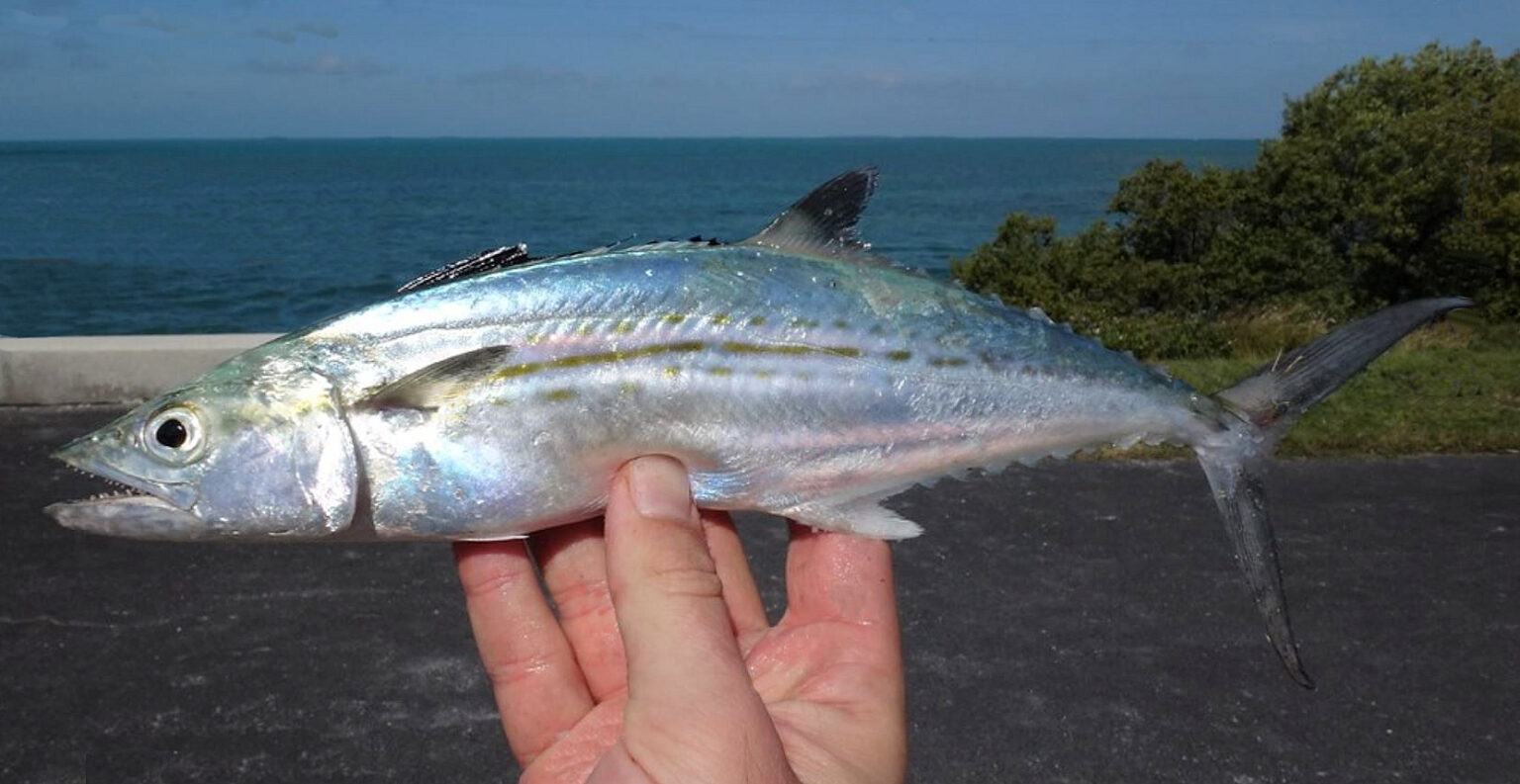 Cero | Mexican Fish.com