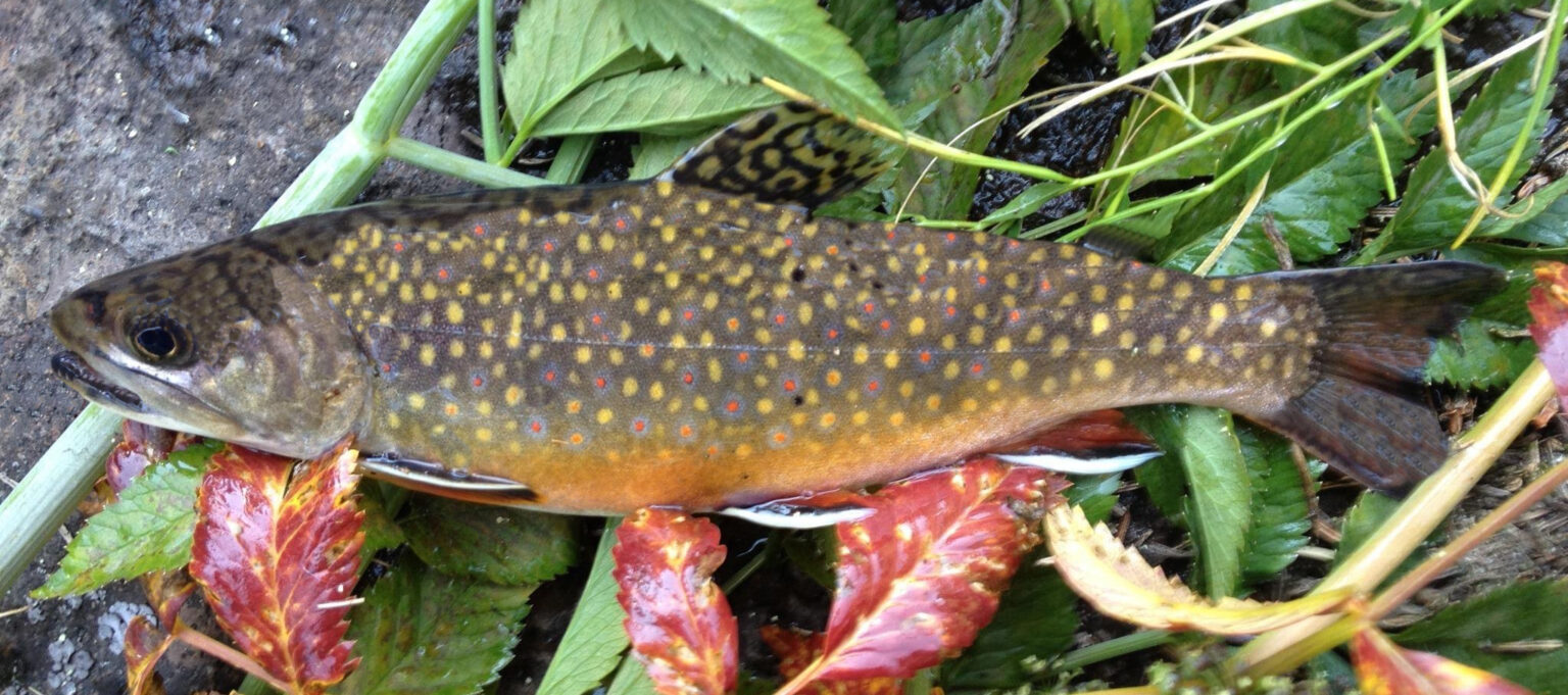 Brook Trout | Mexican Fish.com