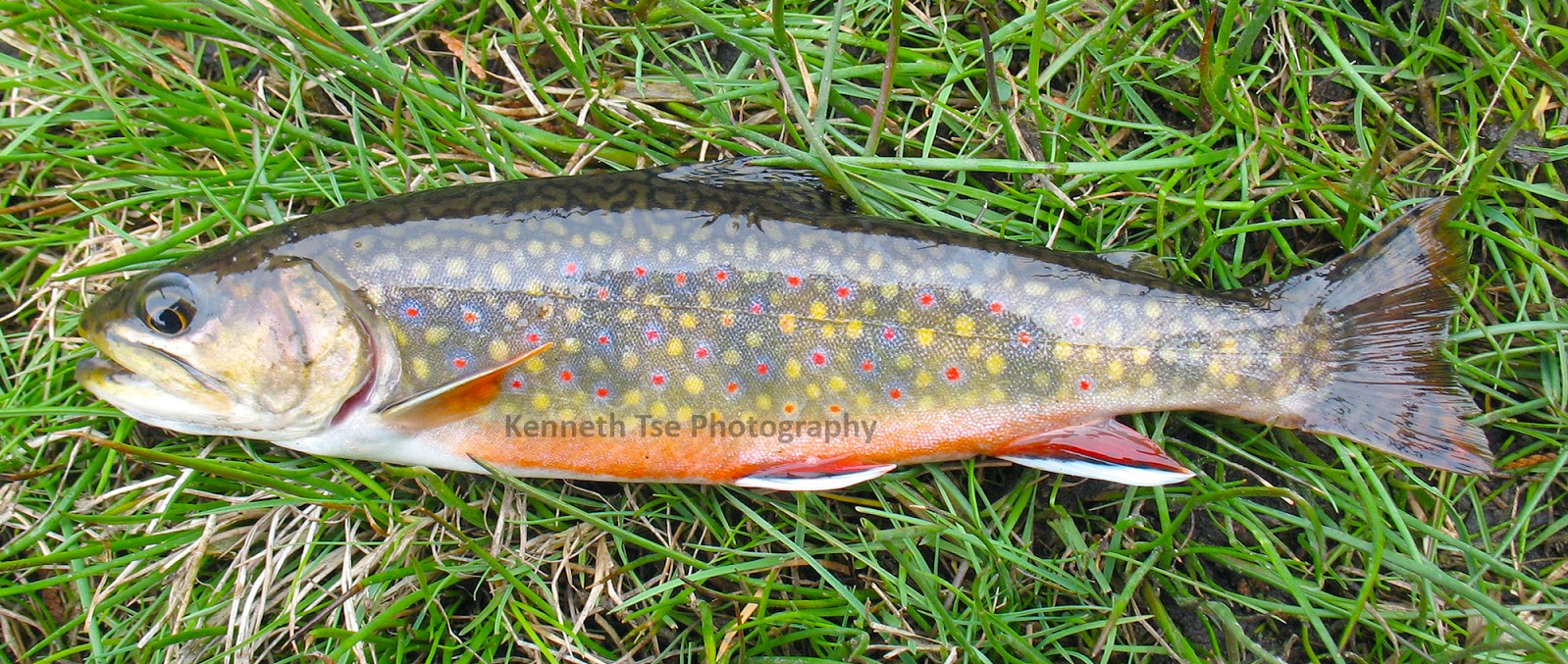 Trouts and Salmons Family Photographs, and Information – Salmonidae ...