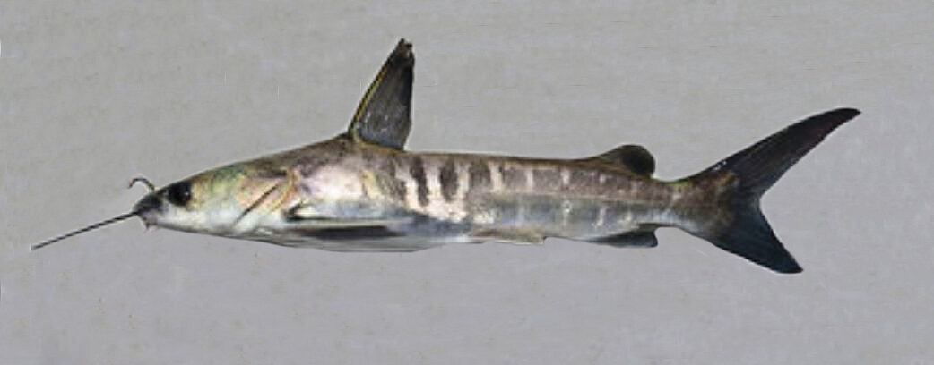 Chili Sea Catfish | Mexican Fish.com