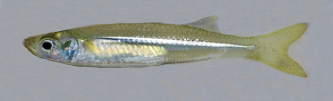 Inland Silverside | Mexican Fish.com