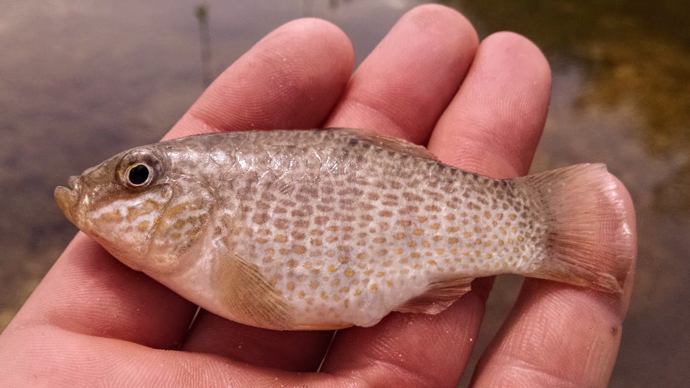 Ocellated Killifish | Mexican Fish.com