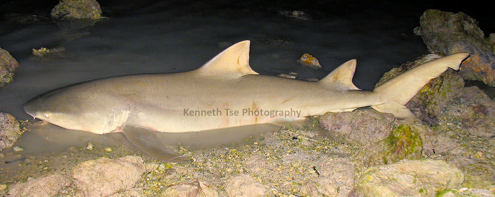 Requiem Shark Family Photographs, and Information – Carcharhinidae ...