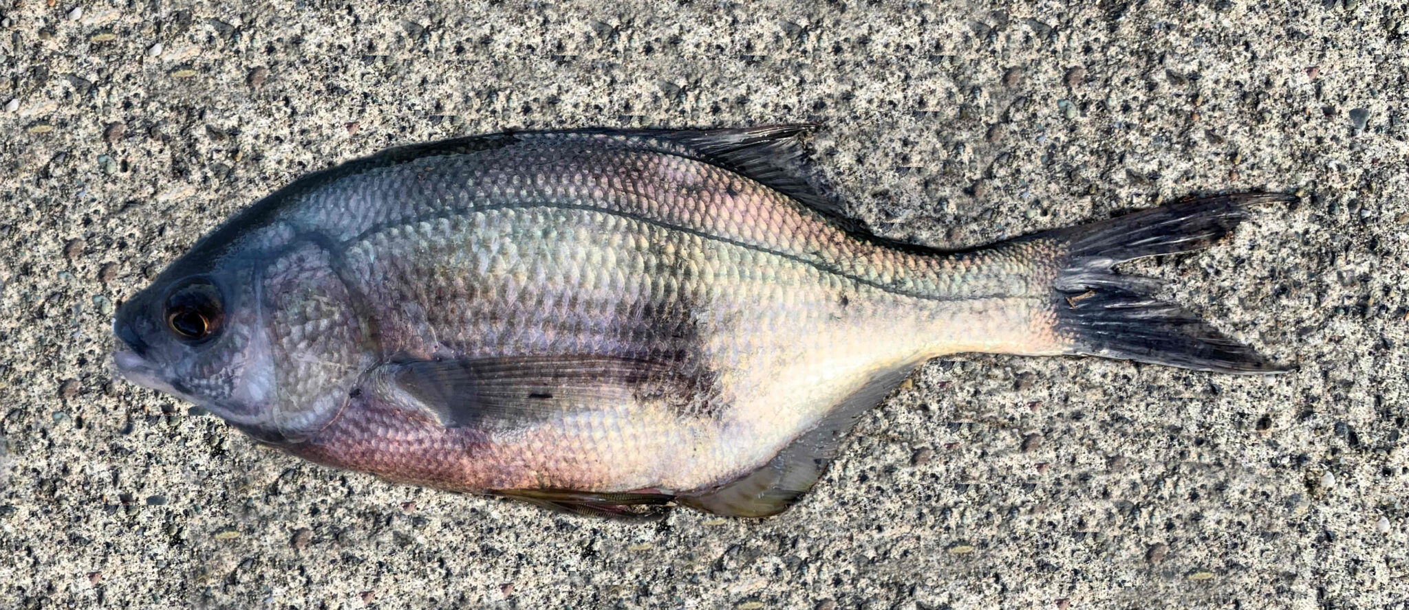 Pile Perch | Mexican Fish.com