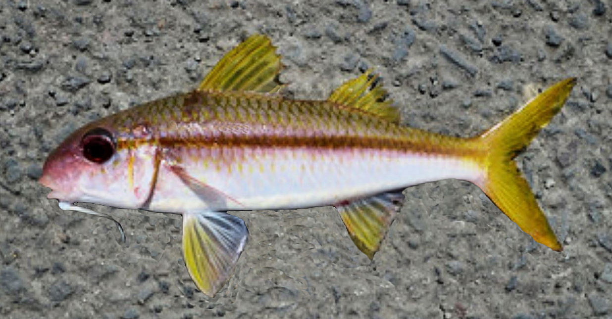 Yellowfin Goatfish | Mexican Fish.com