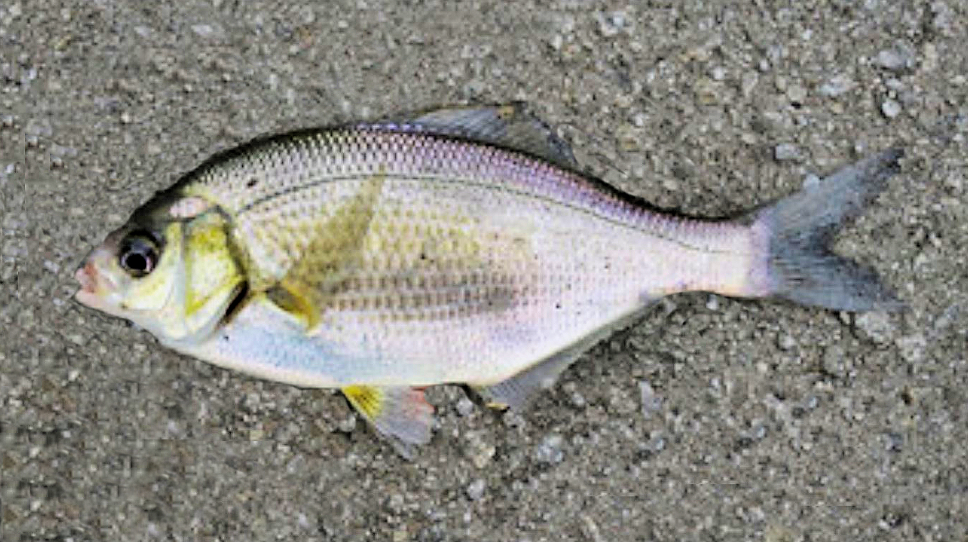 White Seaperch | Mexican Fish.com