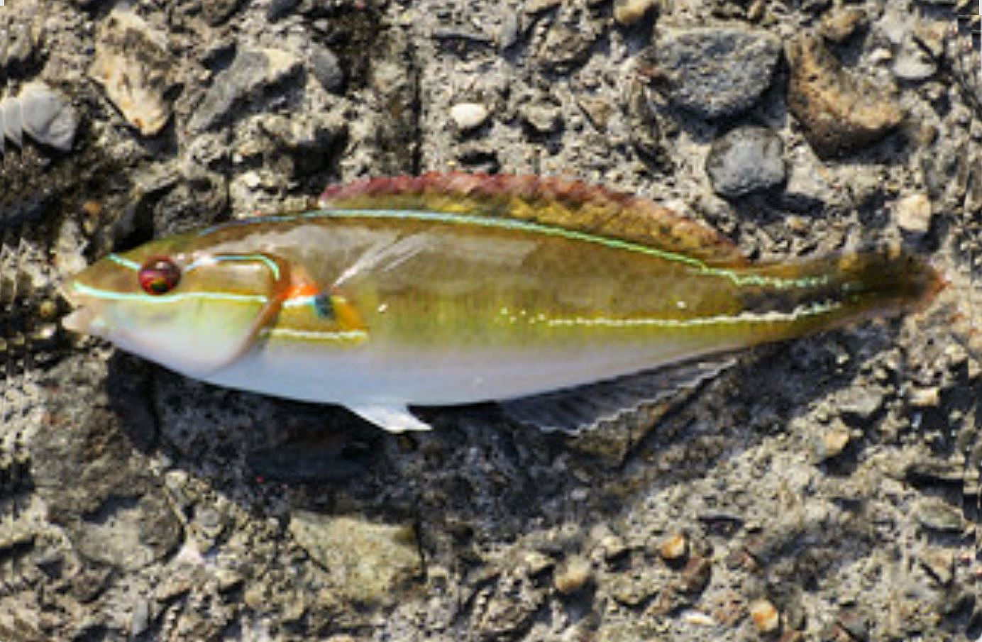 Red-shoulder Wrasse | Mexican Fish.com